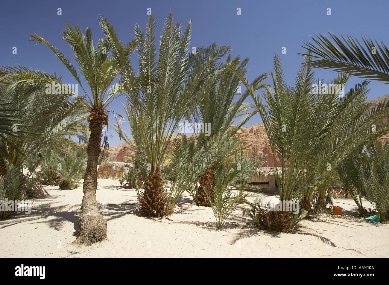 oasis Ain Khudra Stock Photo - Alamy