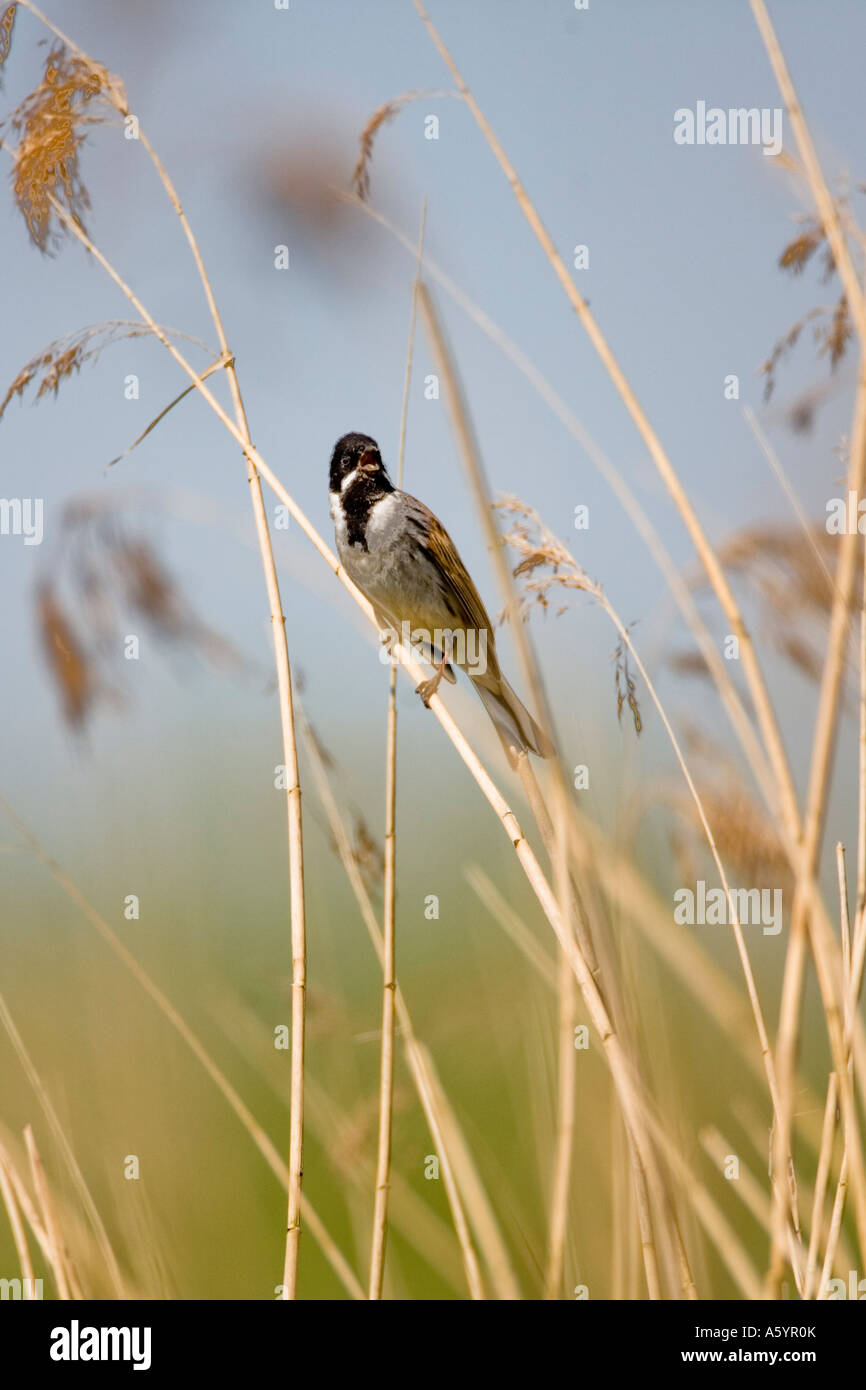 Male reed bunting Emberiza schoeniclus singing on reeds Stock Photo - Alamy