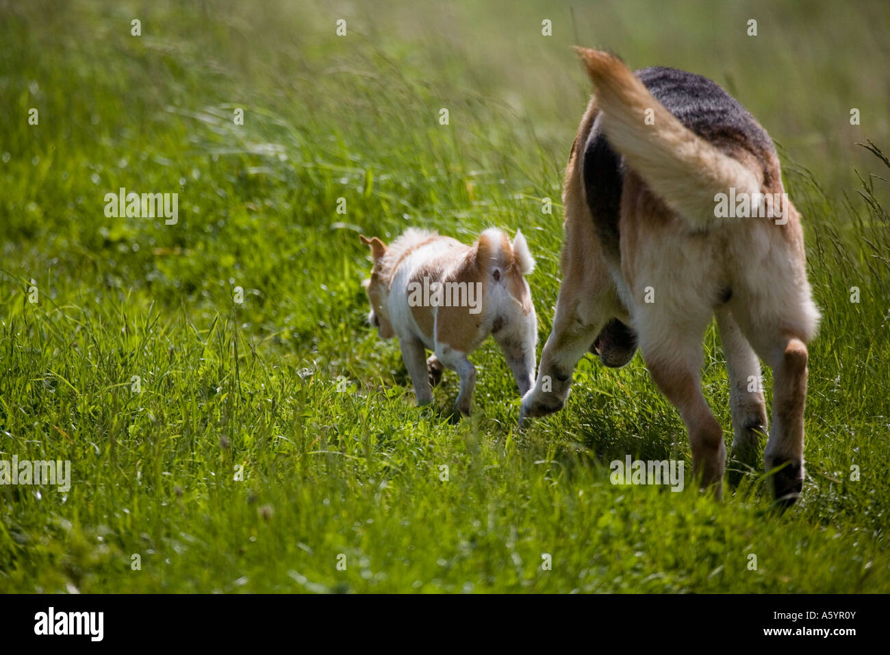 One dog following another Stock Photo - Alamy