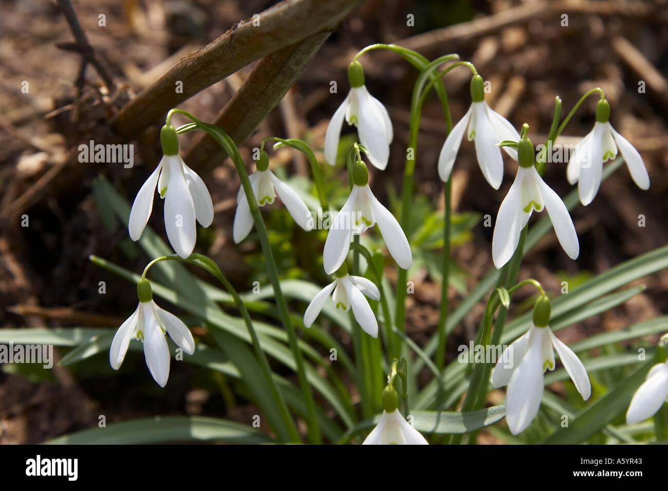 Snowdrop 30 hi-res stock photography and images - Alamy