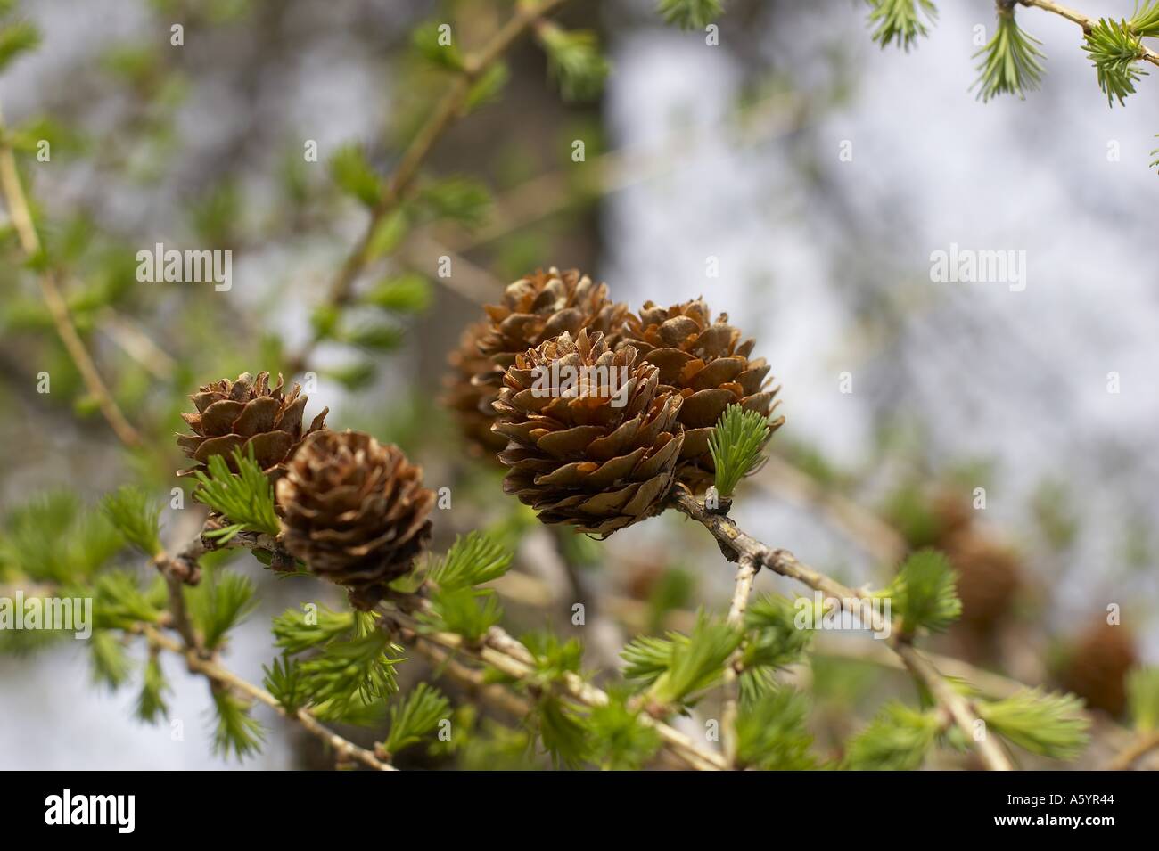 Vegetation cones hi-res stock photography and images - Alamy
