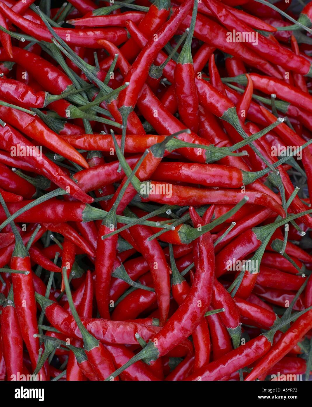 red chilli / hot Stock Photo - Alamy