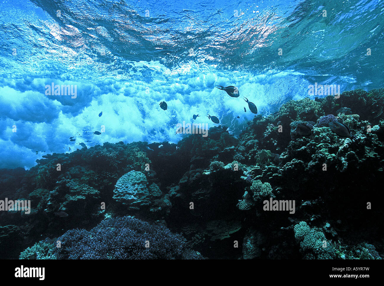 Reef scenic Red Sea Egypt Stock Photo - Alamy