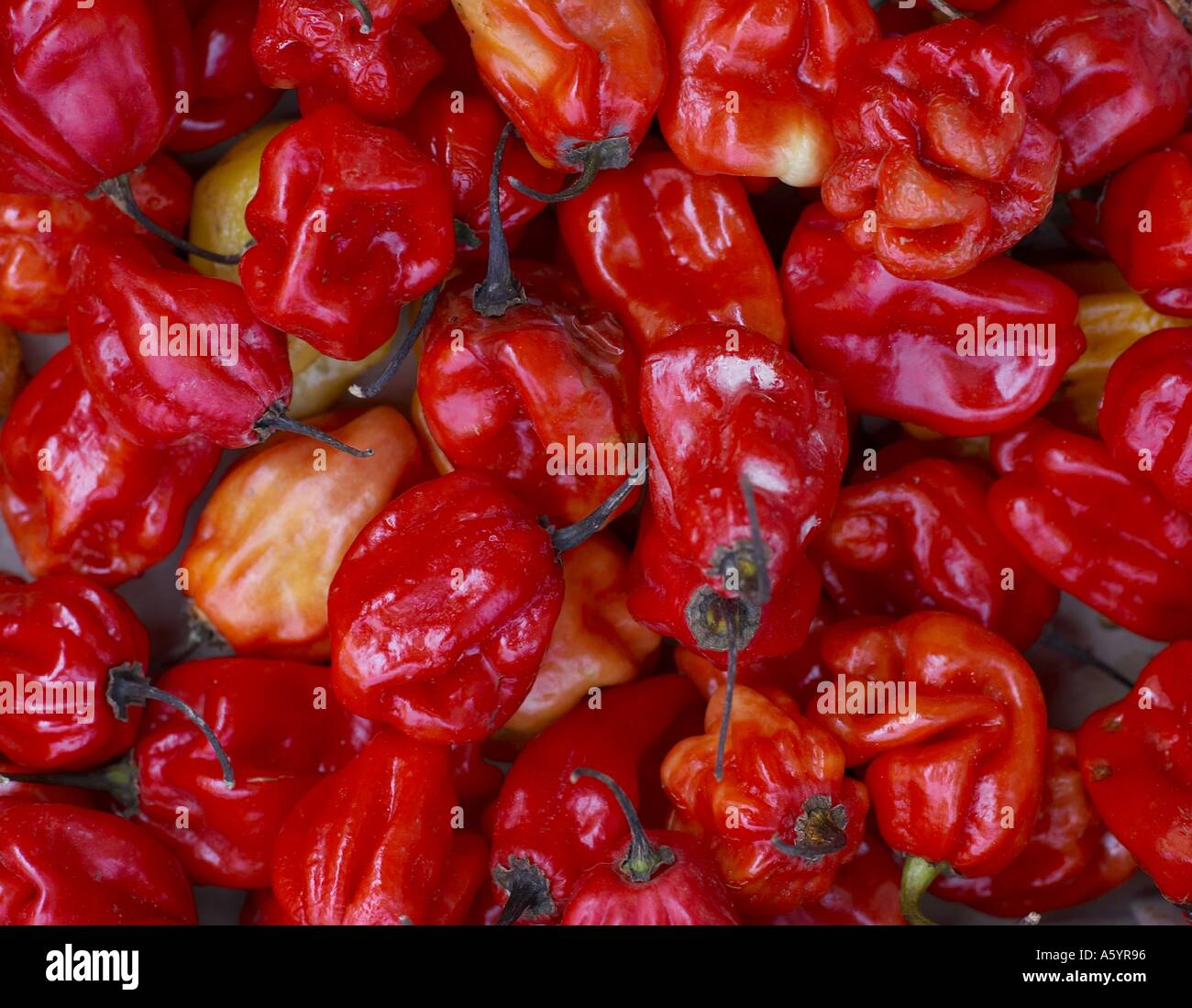 red chilli / hot Stock Photo - Alamy