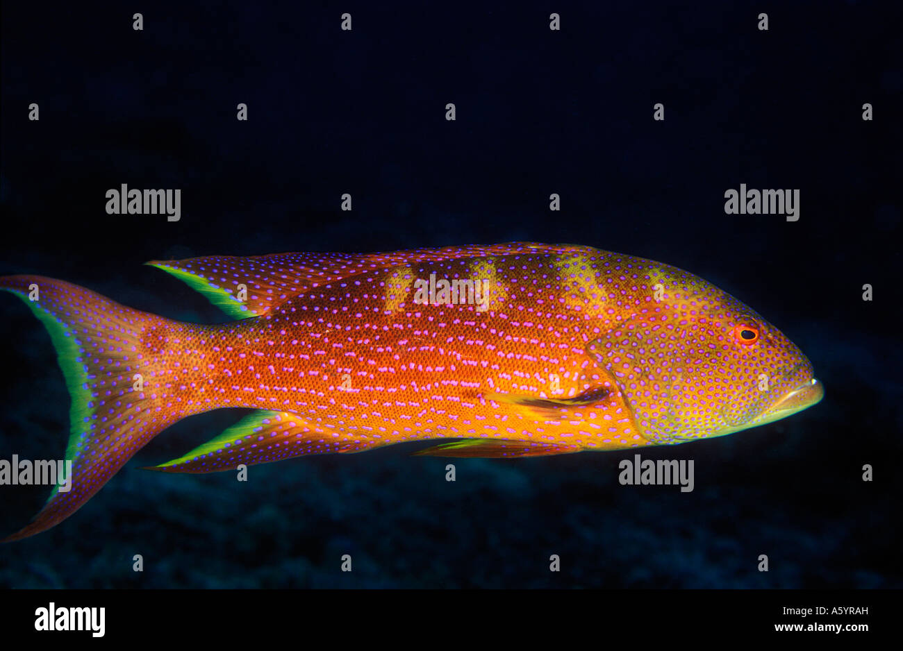 Grouper hi-res stock photography and images - Alamy