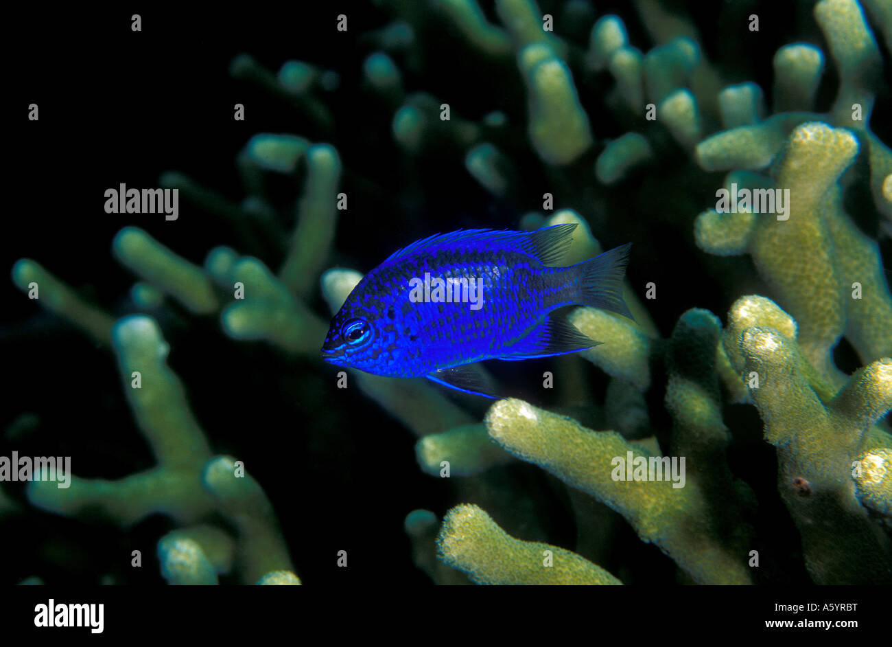 Springer s damsel Chrysiptera springeri Coron Island Philippines Stock ...