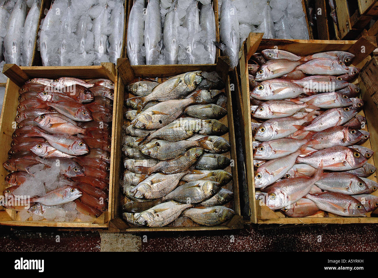 Sea breams dentex and tunas in Istanbul fish market Turkey Stock Photo ...