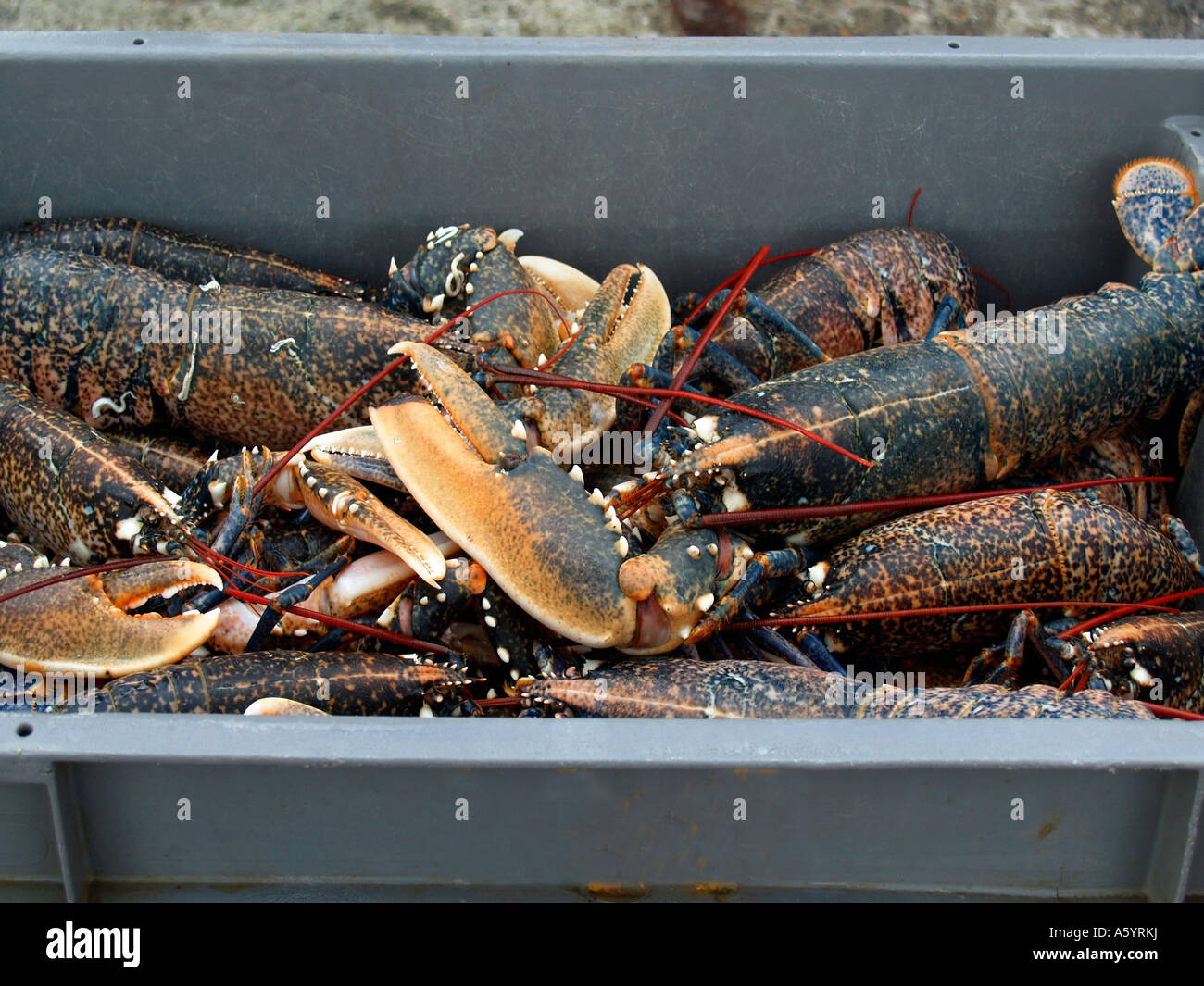 unloading the catch of crustaceans lobster in fishing port in Roscoff ...