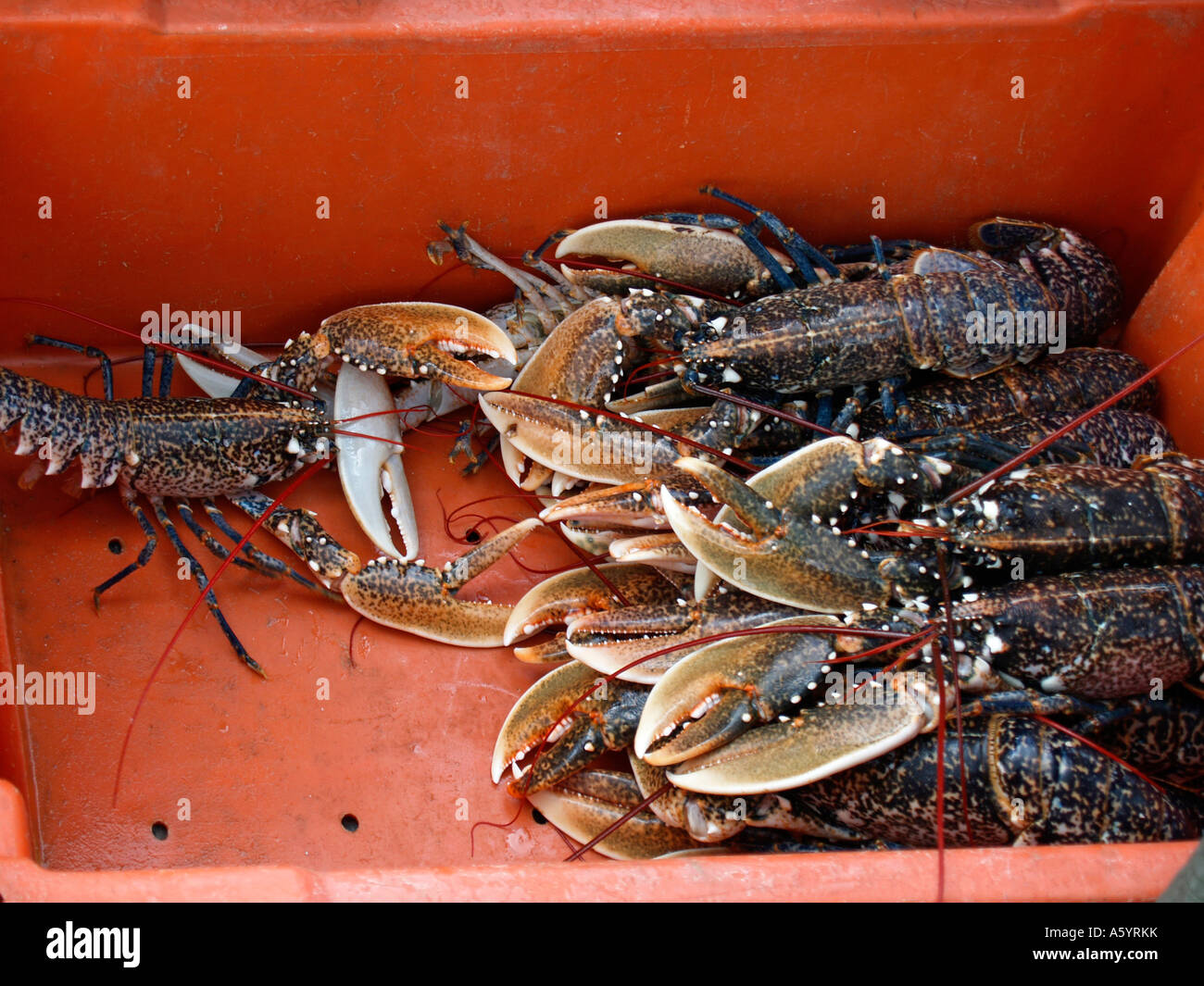 unloading the catch of crustaceans lobster in fishing port in Roscoff ...