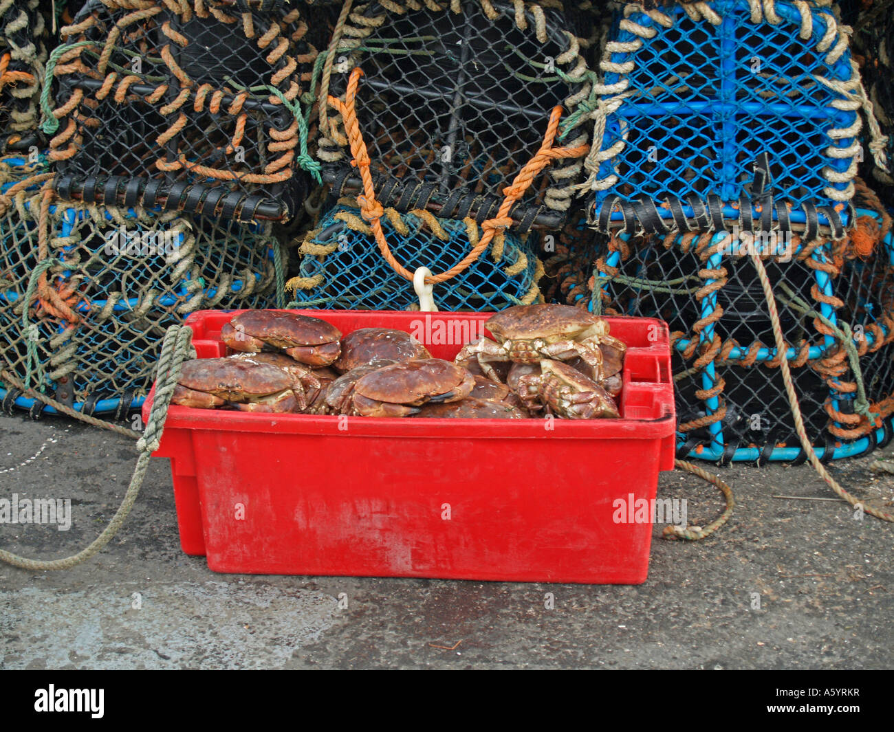 unloading the catch of crustaceans crabs in fishing port in Roscoff ...