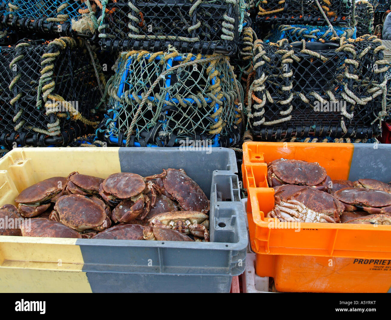 unloading the catch of crustaceans crabs in fishing port in Roscoff ...