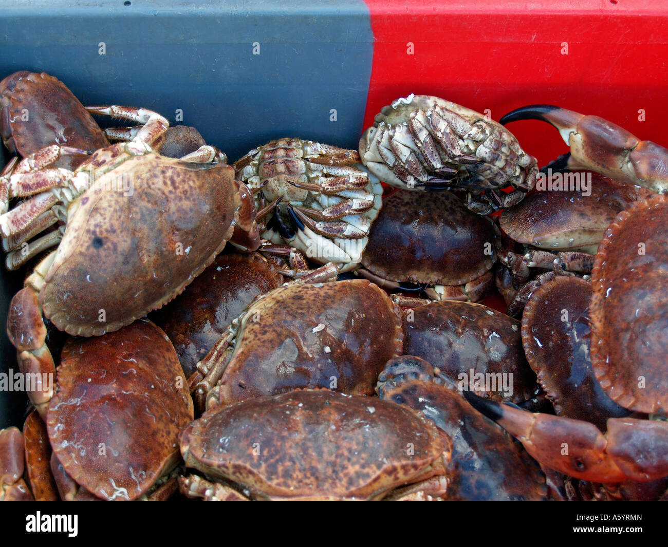 unloading the catch of crustaceans crabs in fishing port in Roscoff ...
