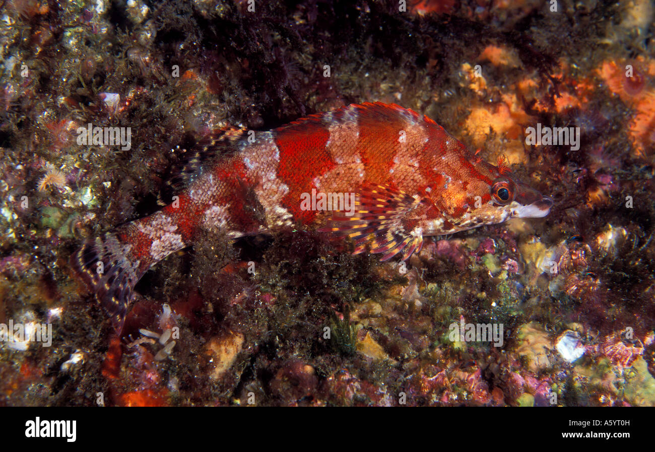Kelpfish Oxylebius pictus Channel Islands California USA Stock Photo ...