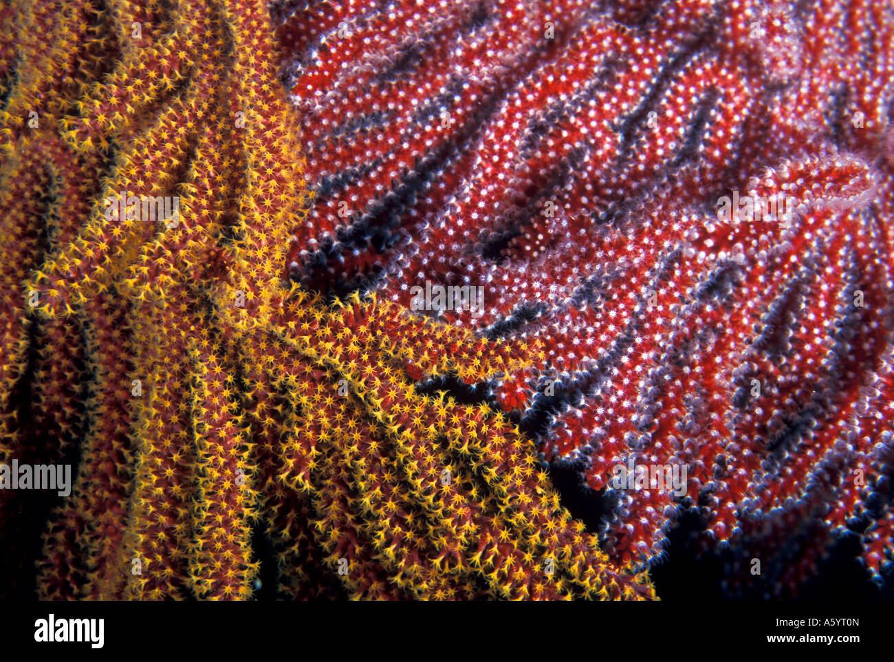 Polyps of soft corals in kelp forest Channel Islands California Stock ...