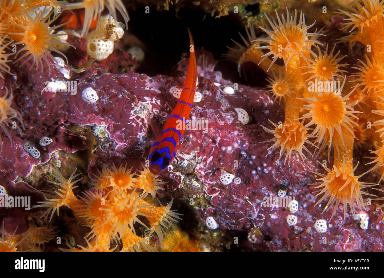 Cold water reef hi-res stock photography and images - Alamy