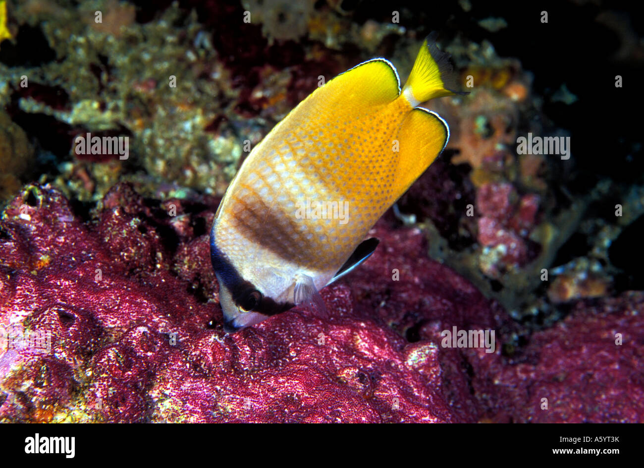 Damsel Fish Eggs Bluehead Wrasses – The Great Damselfish Egg Raid