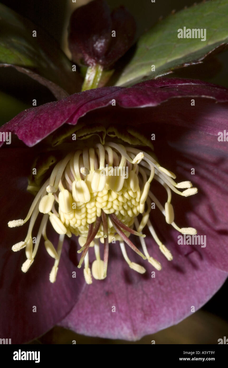 Wild hellebore flower hi-res stock photography and images - Alamy