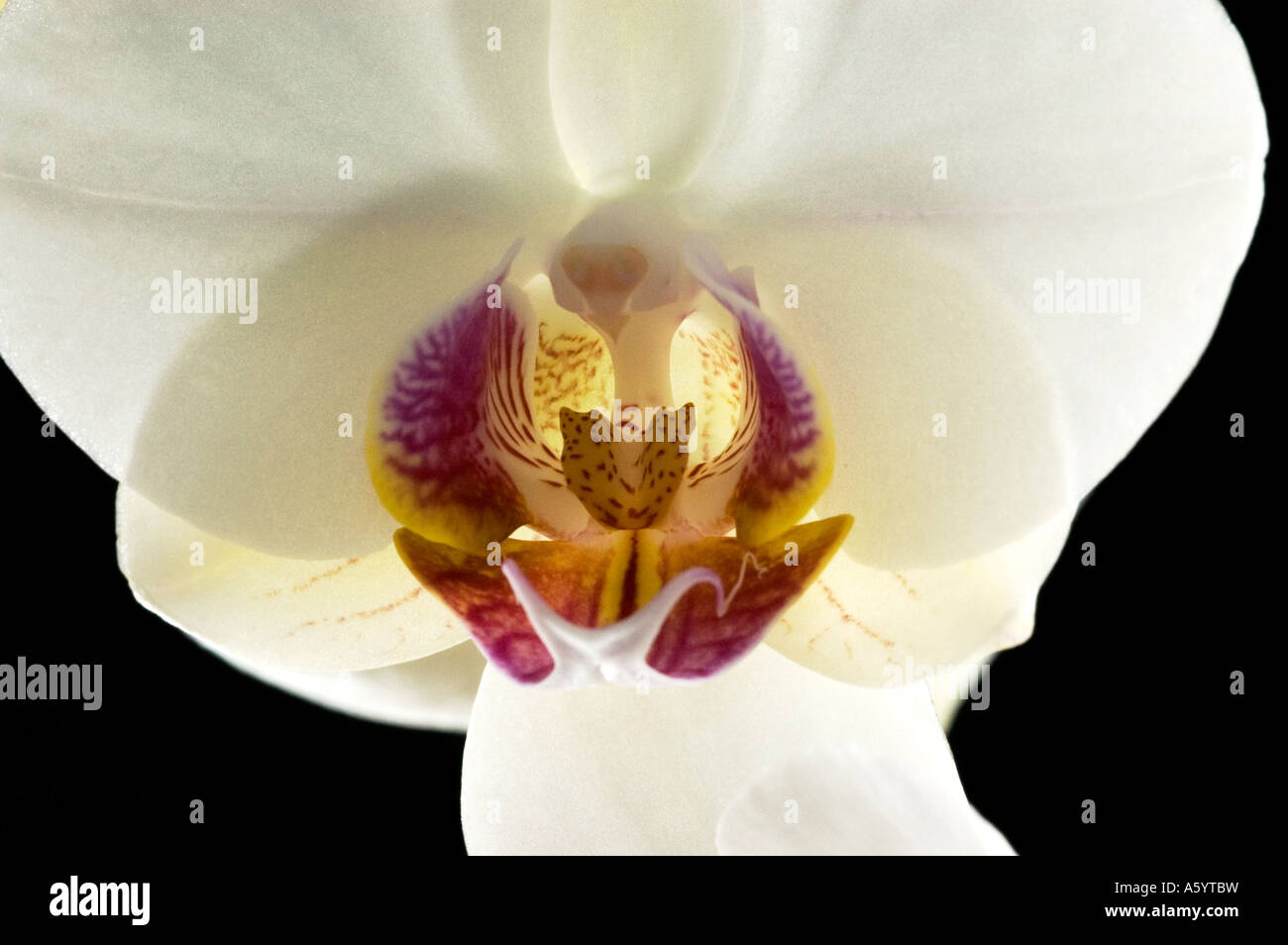 Orchid Flower Closed Up Stock Photo - Alamy