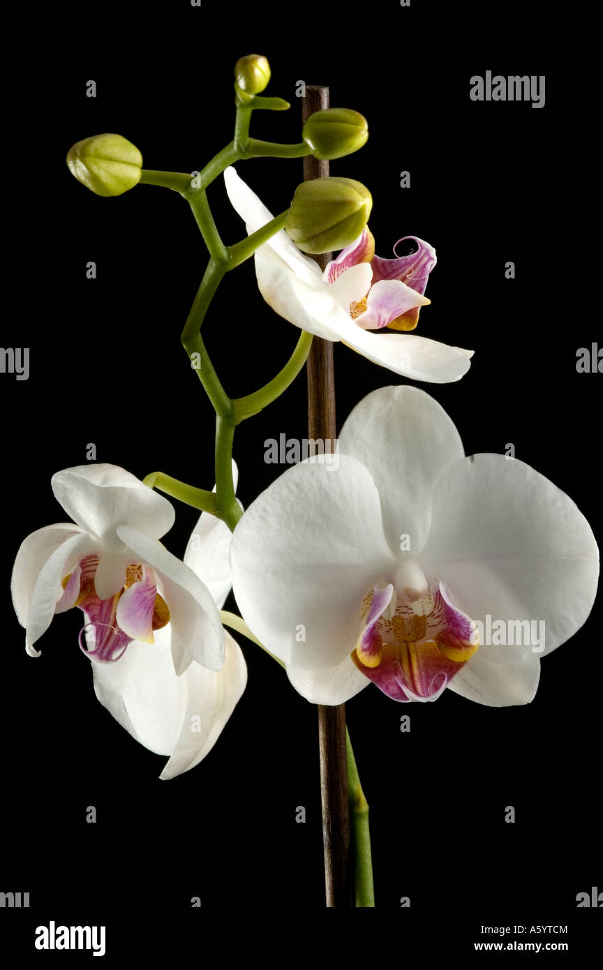 Orchid Flower Closed Up Stock Photo - Alamy