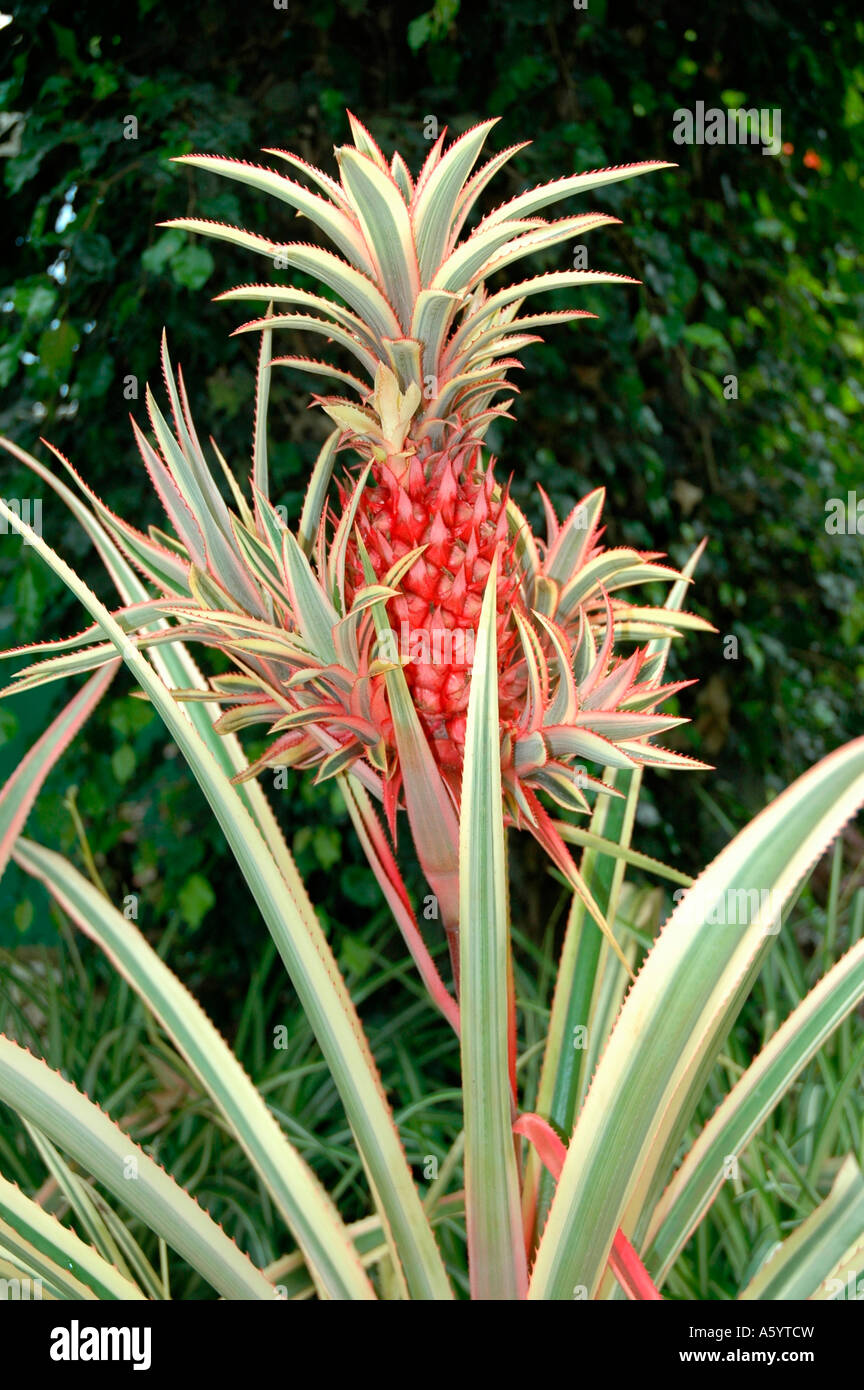 Pinapple flower hi-res stock photography and images - Alamy
