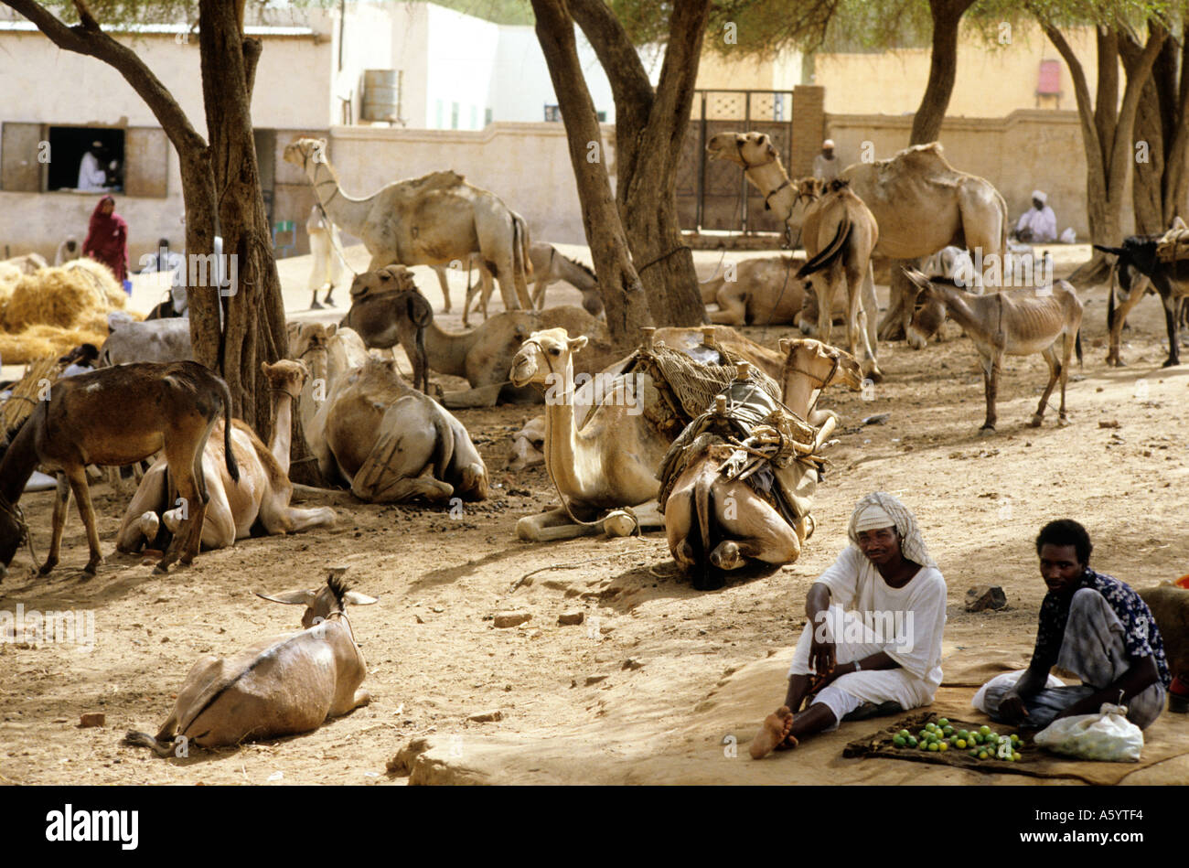 El fasher hi-res stock photography and images - Alamy