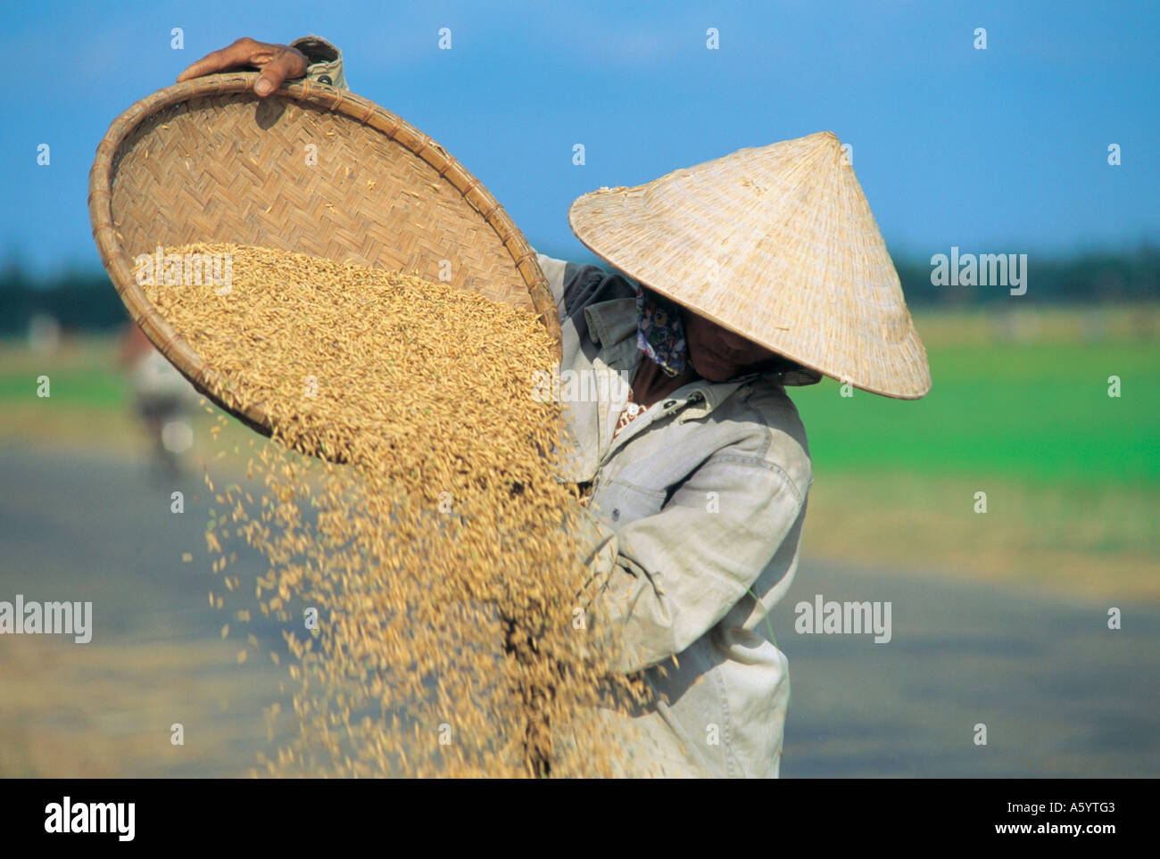 Woman sifting rice hi-res stock photography and images - Alamy