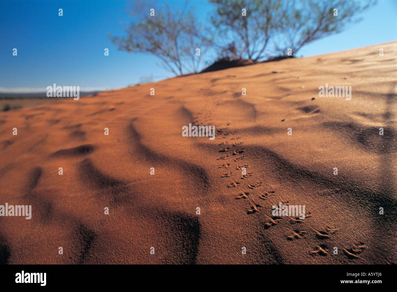 Desert sand footprint australia hi-res stock photography and images - Alamy