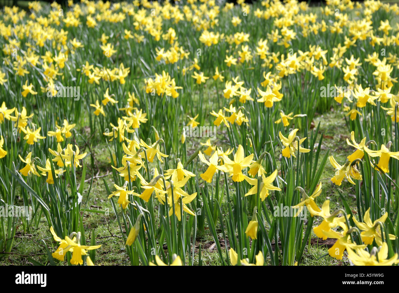 Spring bloom daffodils in hi-res stock photography and images - Alamy
