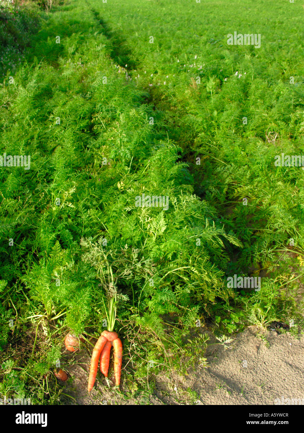 The Crooked Carrot High Resolution Stock Photography and Images - Alamy