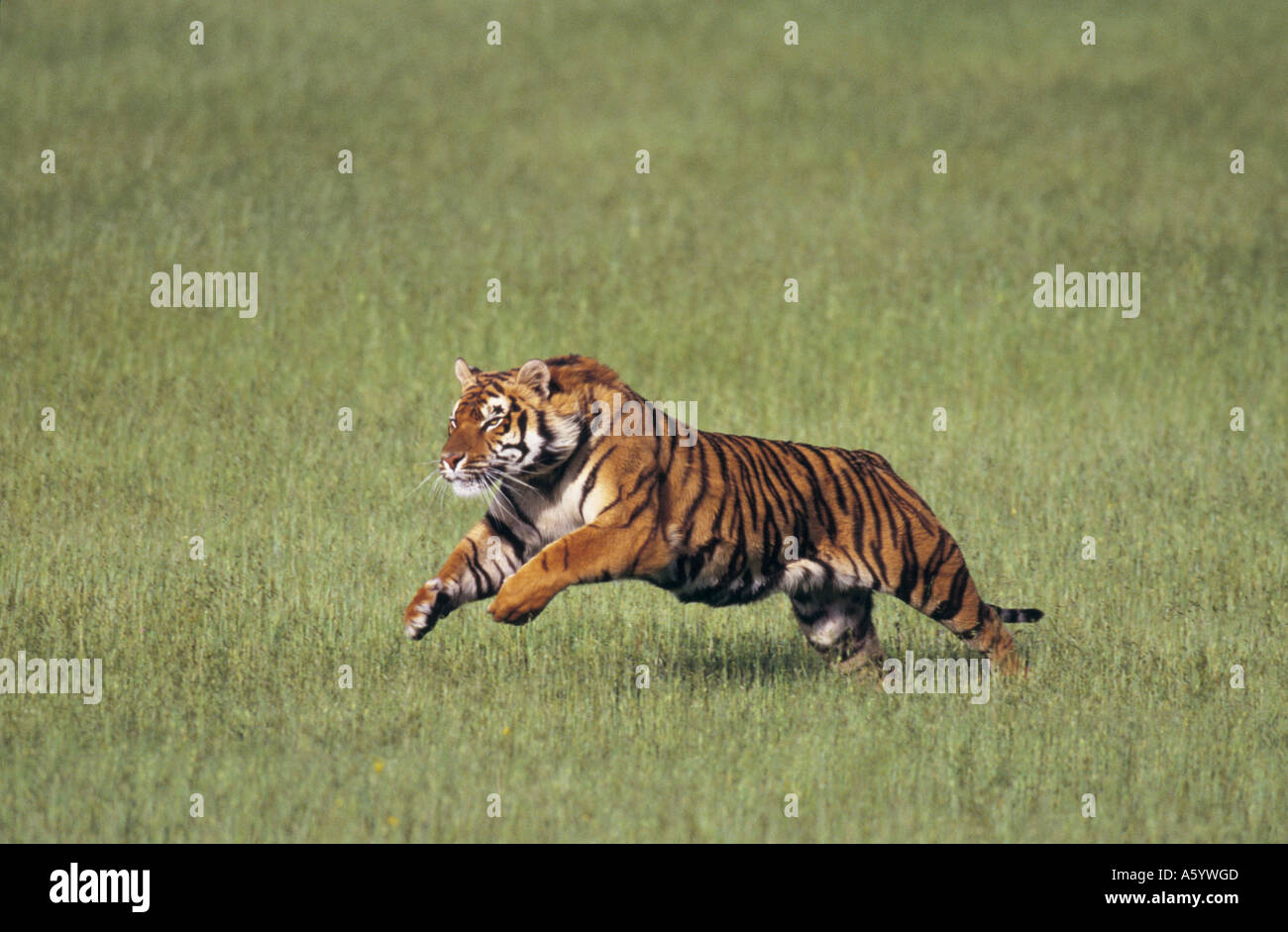 India tiger bengal running hi-res stock photography and images - Alamy