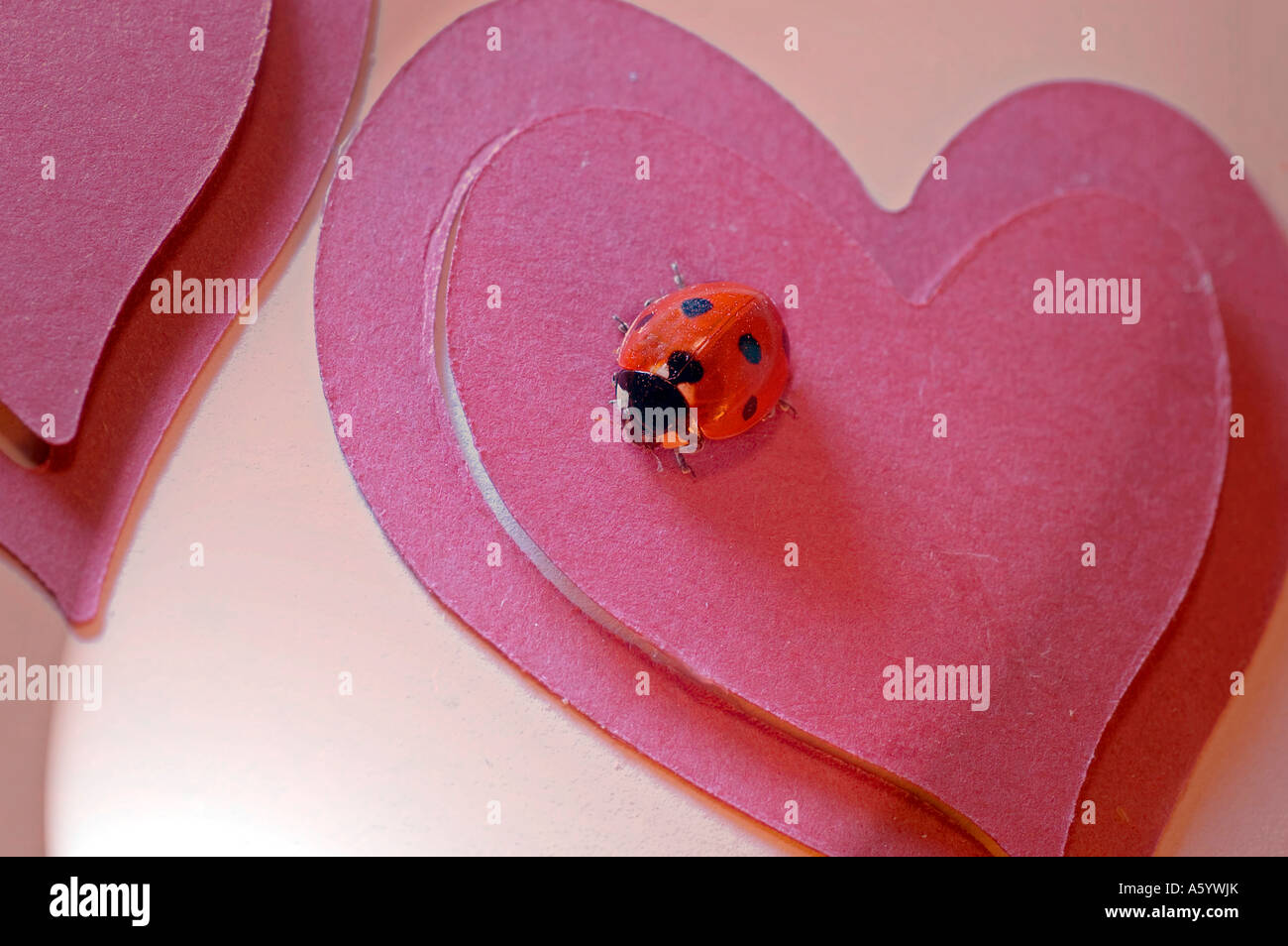 ladybird on a red love heart Stock Photo - Alamy