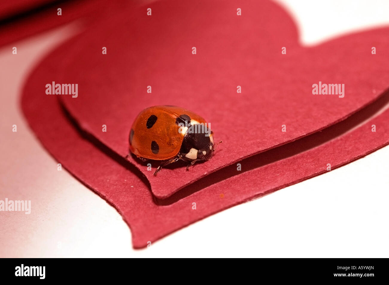 ladybird on a red love heart Stock Photo - Alamy