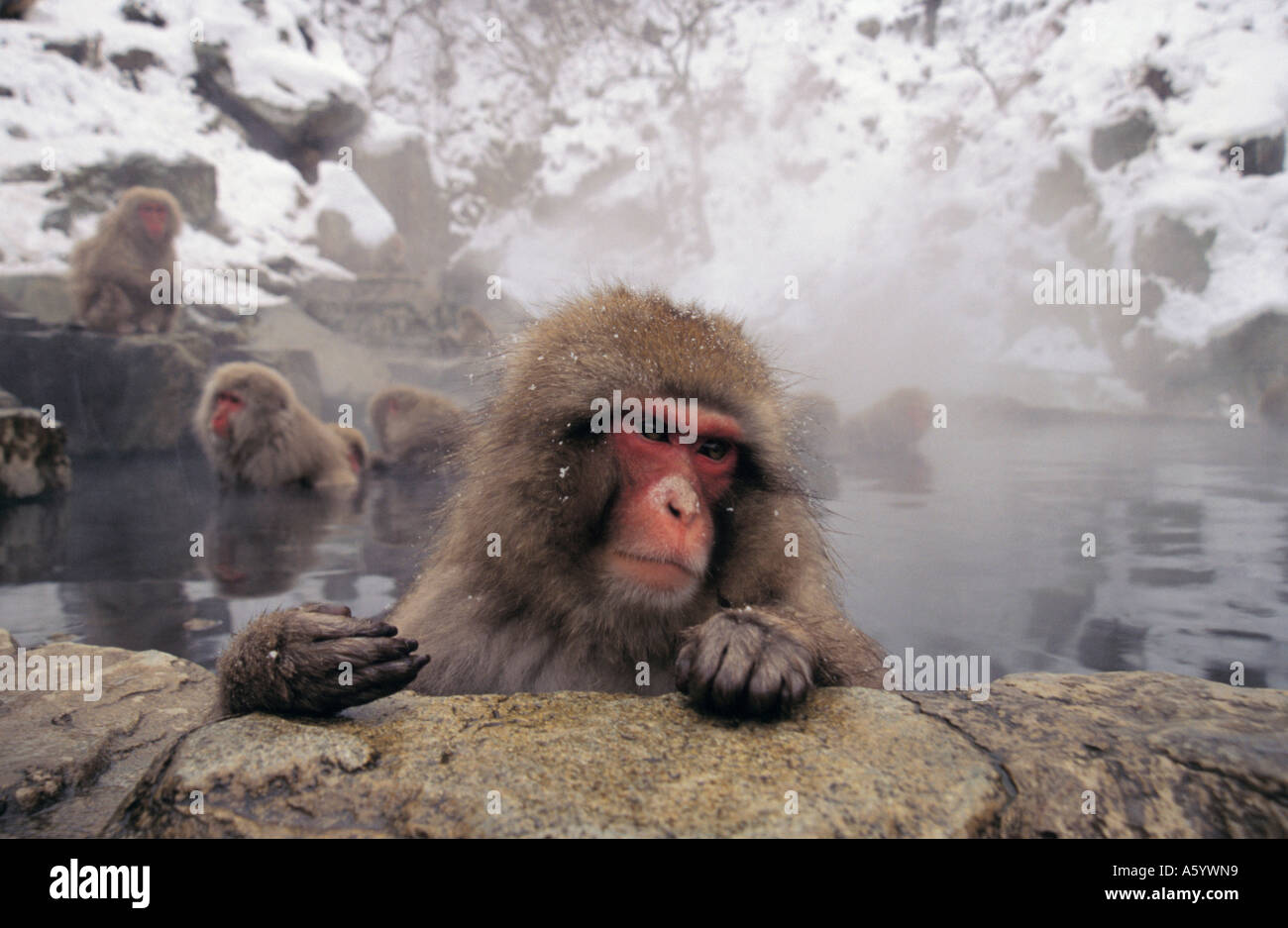 Group of Japanese Macaque (Macaca fuscata) relaxing in spa, Nagano ...