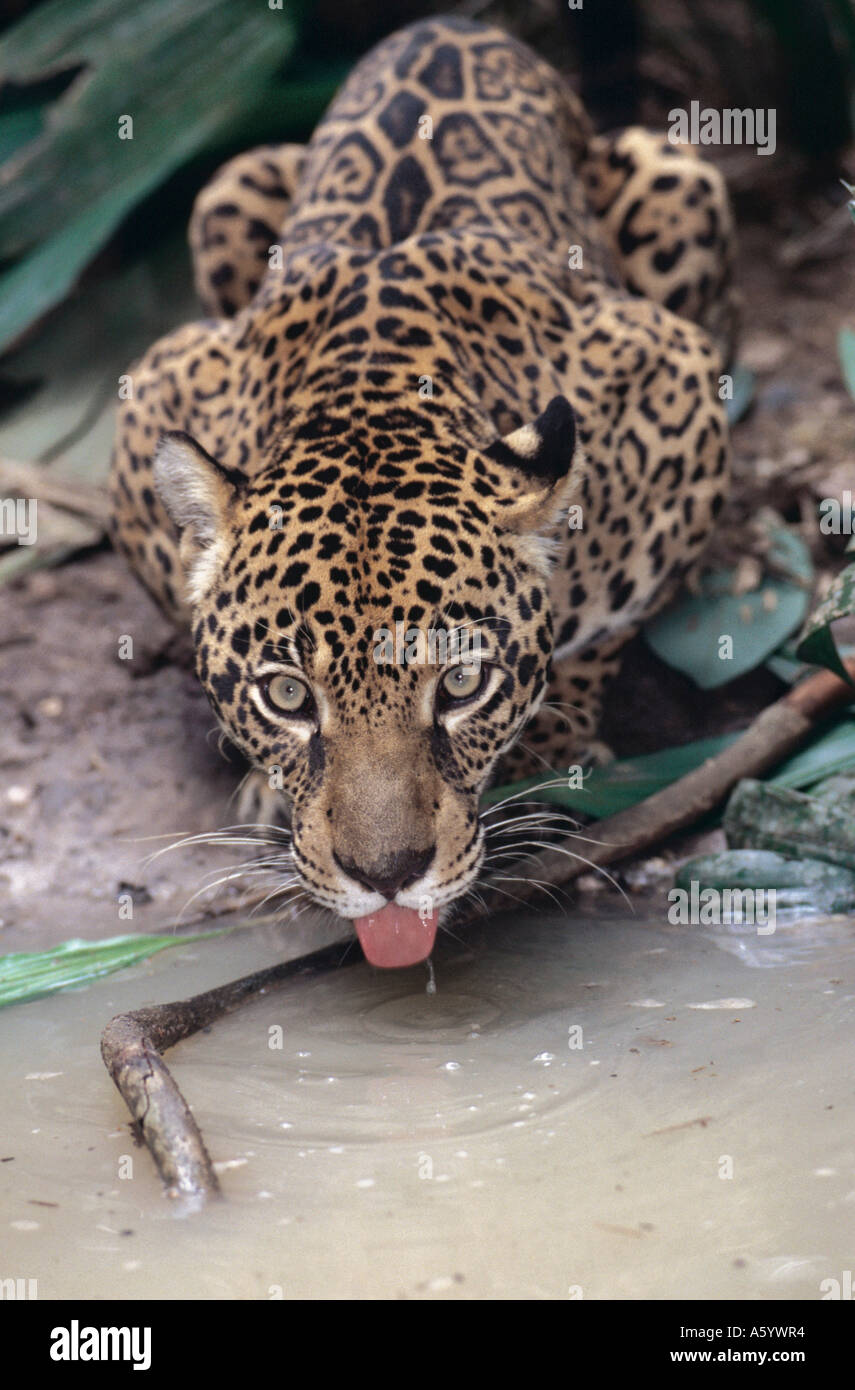 Pantera Onca High Resolution Stock Photography and Images - Alamy