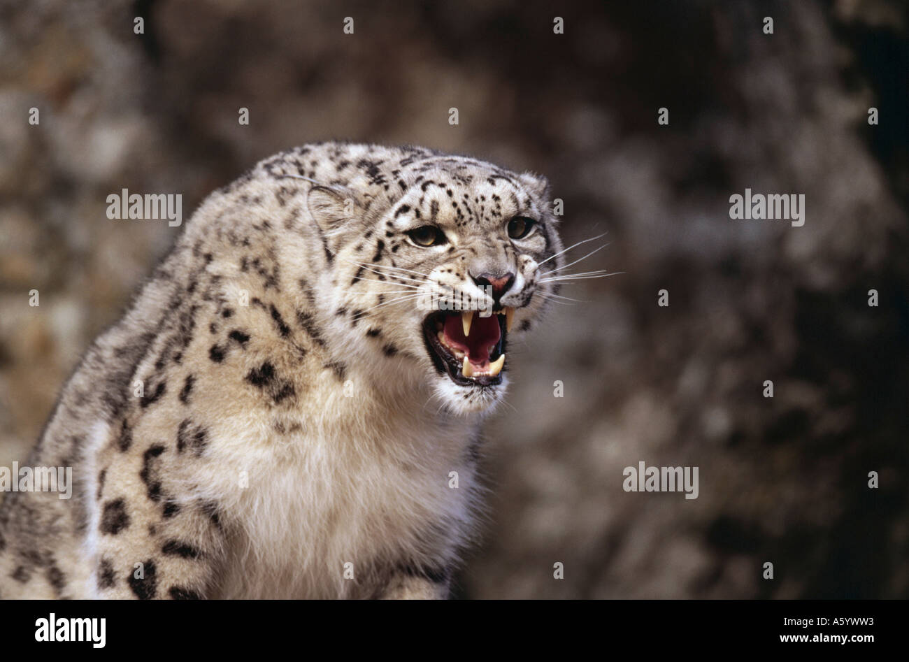 Snow leopard (Panthera uncia) snarling Stock Photo - Alamy