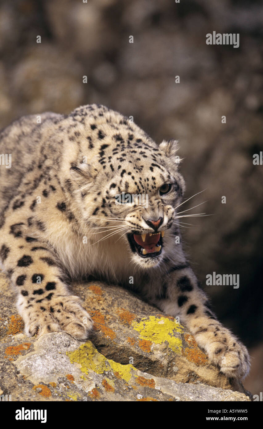 Snow leopard (Panthera uncia) snarling Stock Photo - Alamy