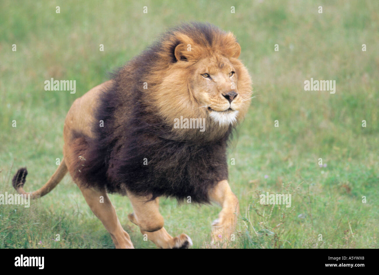 Male lion running in africa hi-res stock photography and images - Alamy