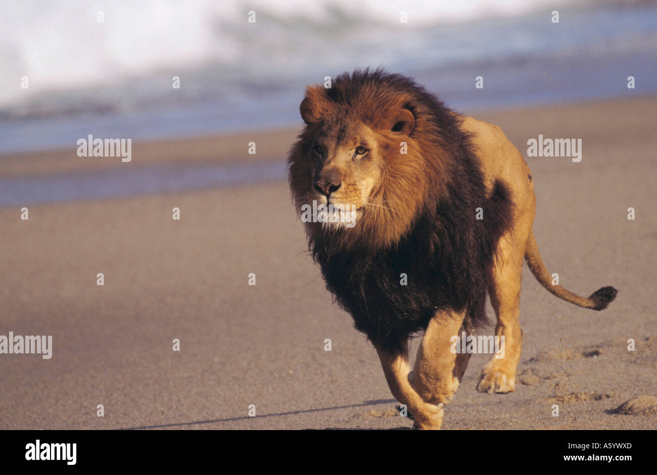African Lion Running Speed