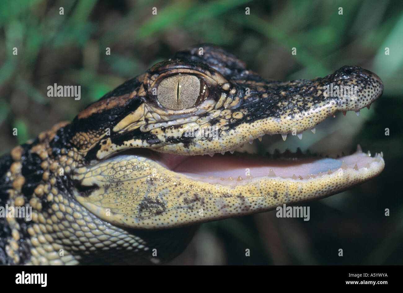 Juvenile american alligators hi-res stock photography and images - Alamy