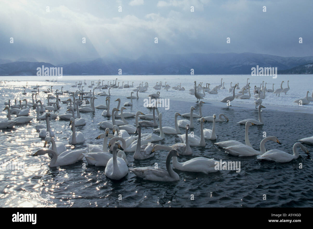 Flock of Whooper Swans (Cygnus cygnus) floating on lake, Lake Kussharo ...