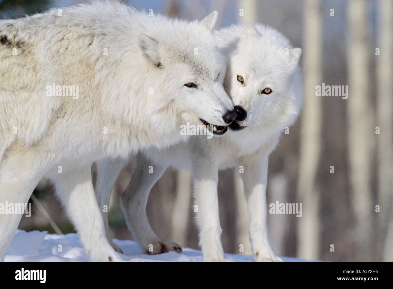Two Arctic Wolves (Canis lupus arctos) standing in snow, Ontario ...
