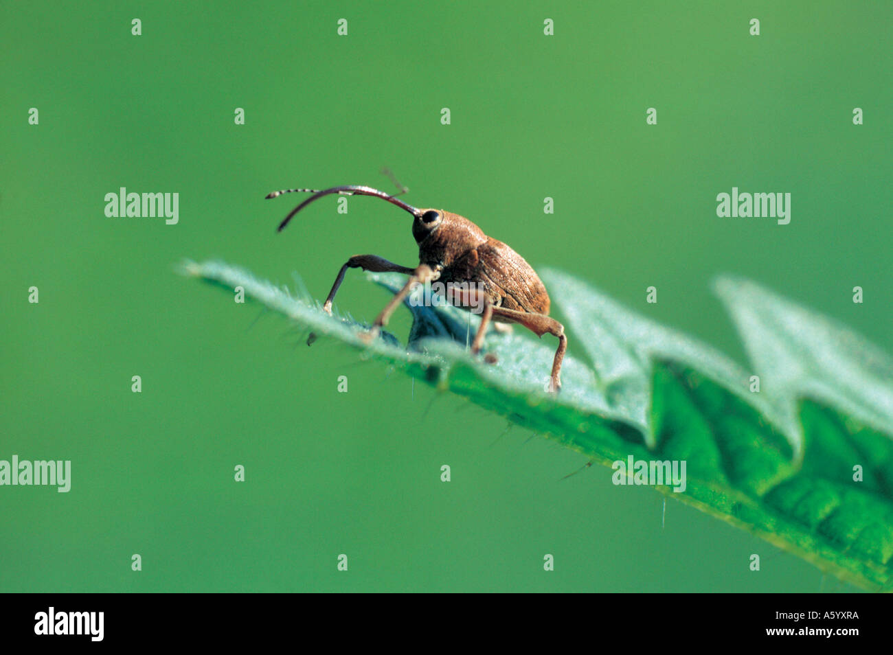 Curculia hi-res stock photography and images - Alamy