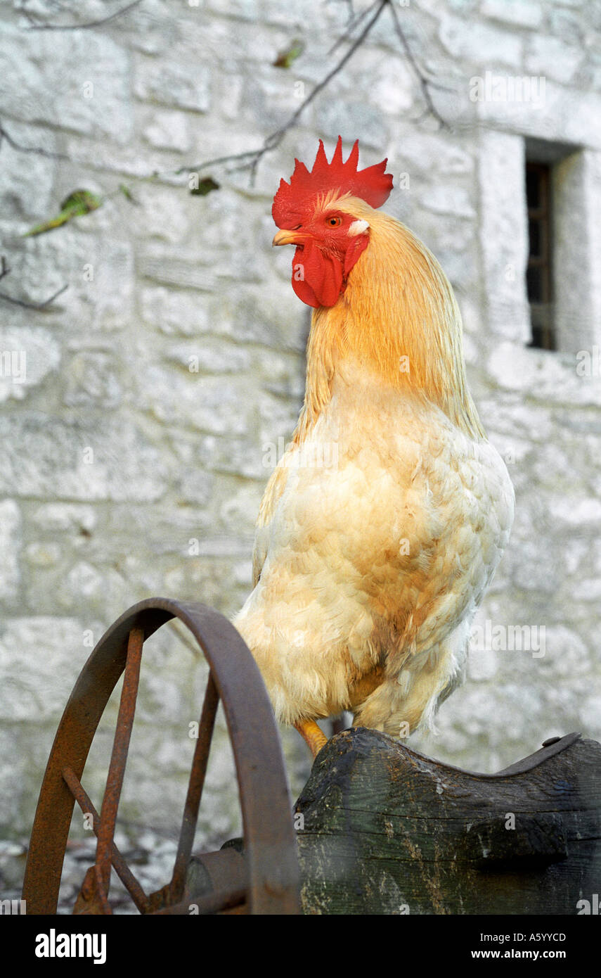 Cockerel standing in farm yard Stock Photo - Alamy