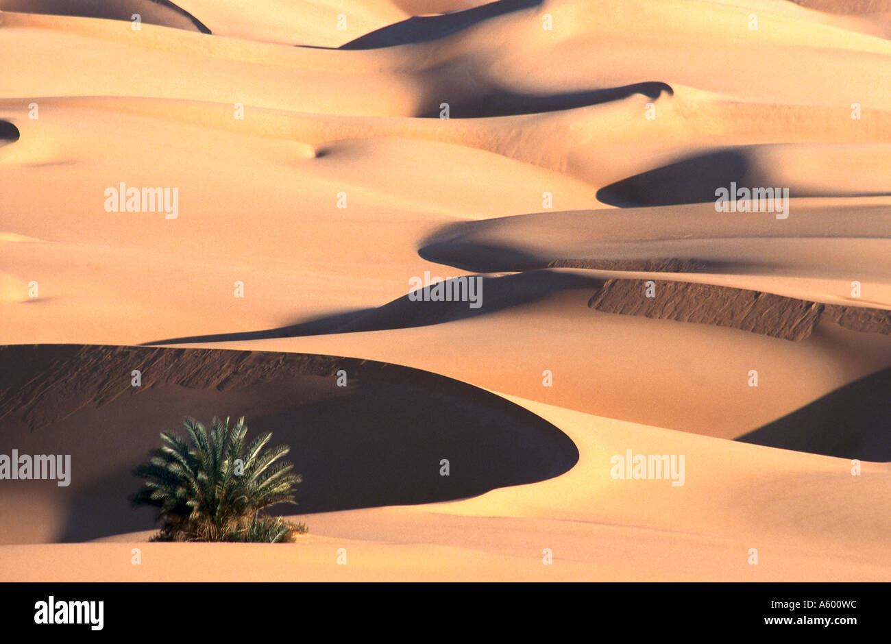 Palm tree and sand dunes in desert, Sahara Desert, Libya Stock Photo ...