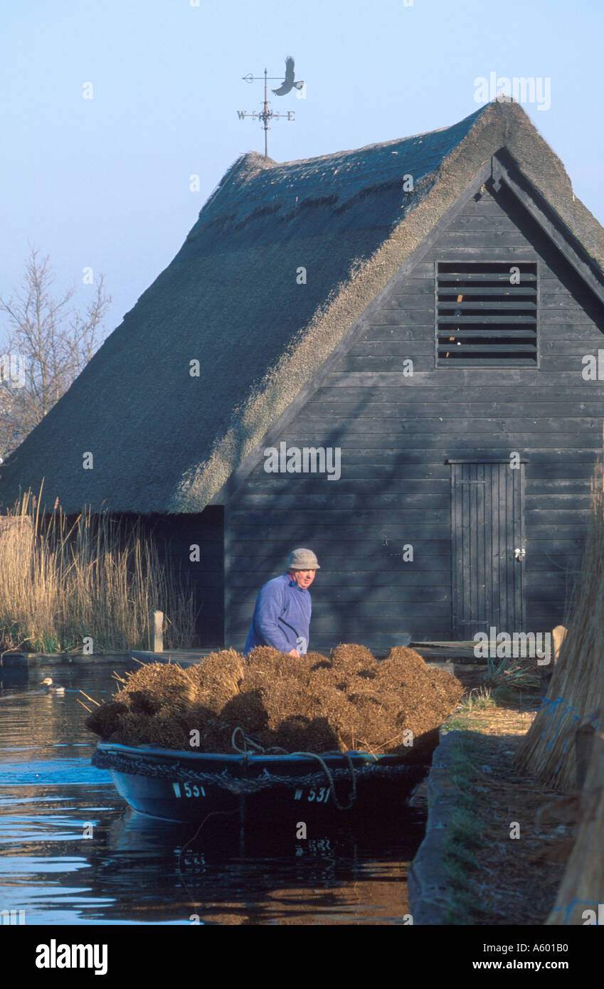 Reed cutter hi-res stock photography and images - Alamy