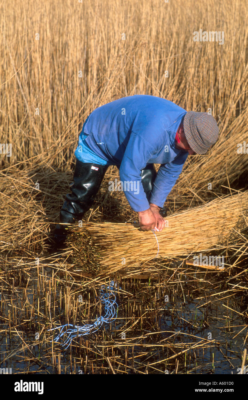 ERIC EDWARDS REED CUTTER DEMONSTRATING SKILL OF REED TYING HOW HILL ...