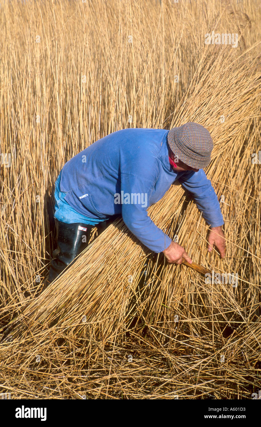 ERIC EDWARDS REED CUTTER GATHERING REEDS, HOW HILL NORFOLK EAST ANGLIA ...