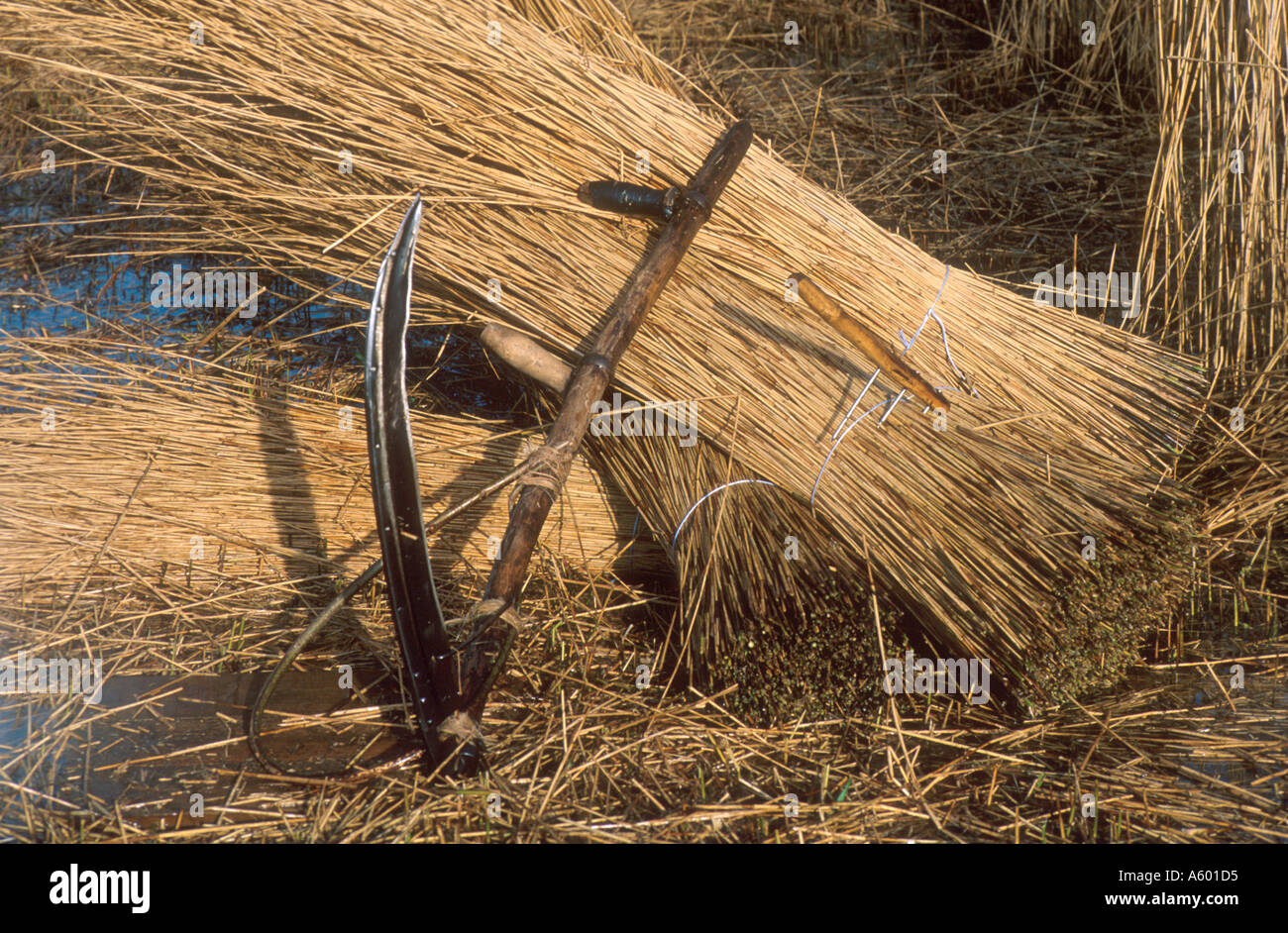 Bundle of reeds hi-res stock photography and images - Alamy