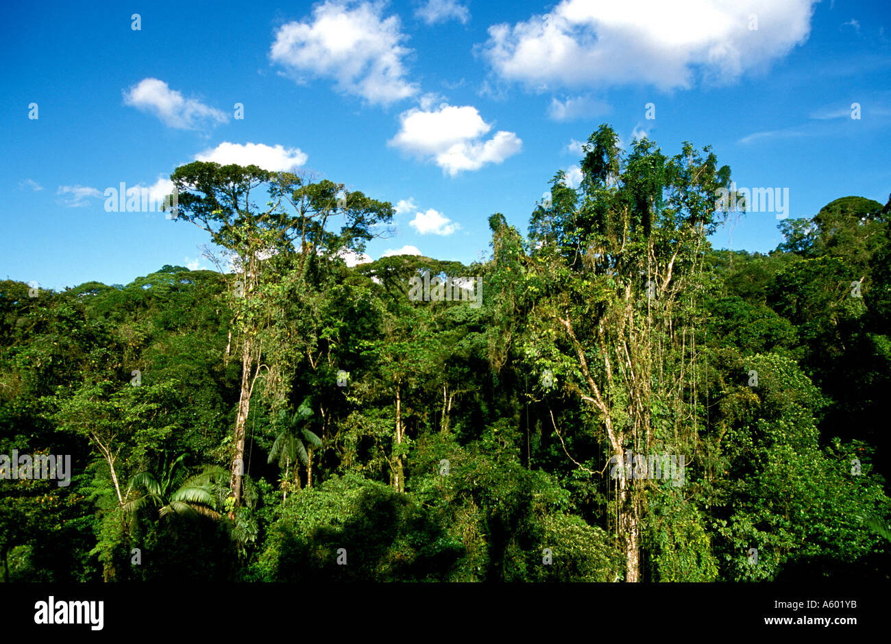 Costa Rica Tropical Rain Forest Stock Photo - Alamy