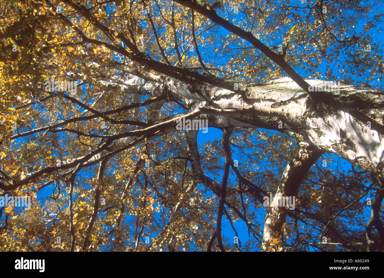 Silver birch tree summer hi-res stock photography and images - Alamy